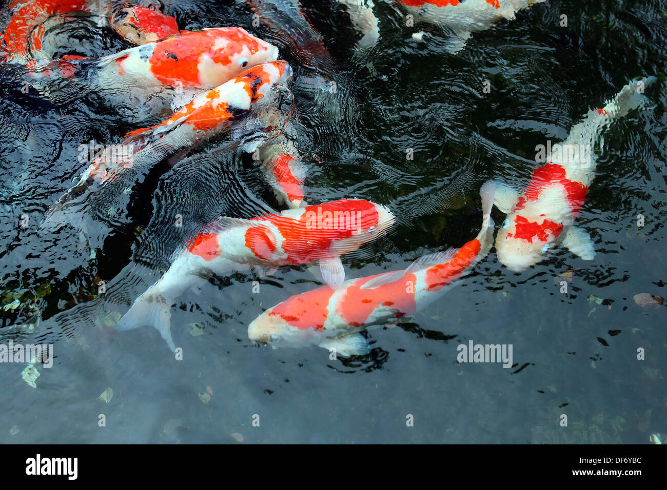 Koi carp pond immagini e fotografie stock ad alta risoluzione - Alamy