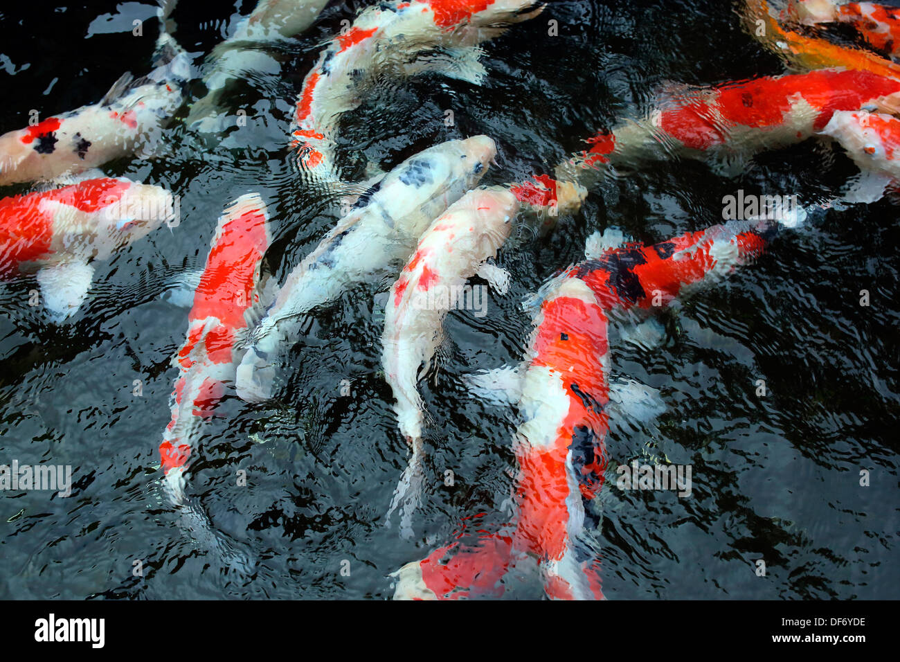Koi carp pond immagini e fotografie stock ad alta risoluzione - Alamy