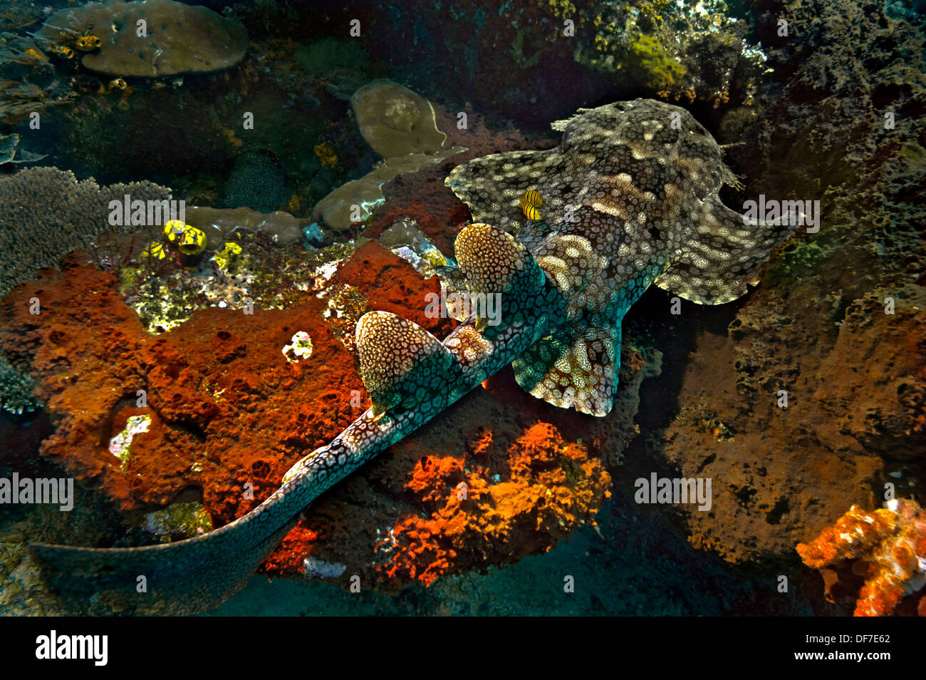 Tappeto squali immagini e fotografie stock ad alta risoluzione - Alamy