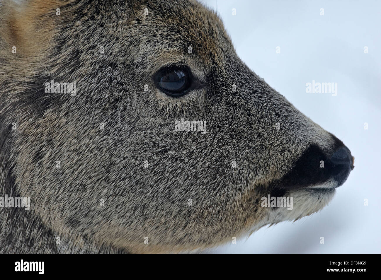 Testa di capriolo immagini e fotografie stock ad alta risoluzione - Alamy