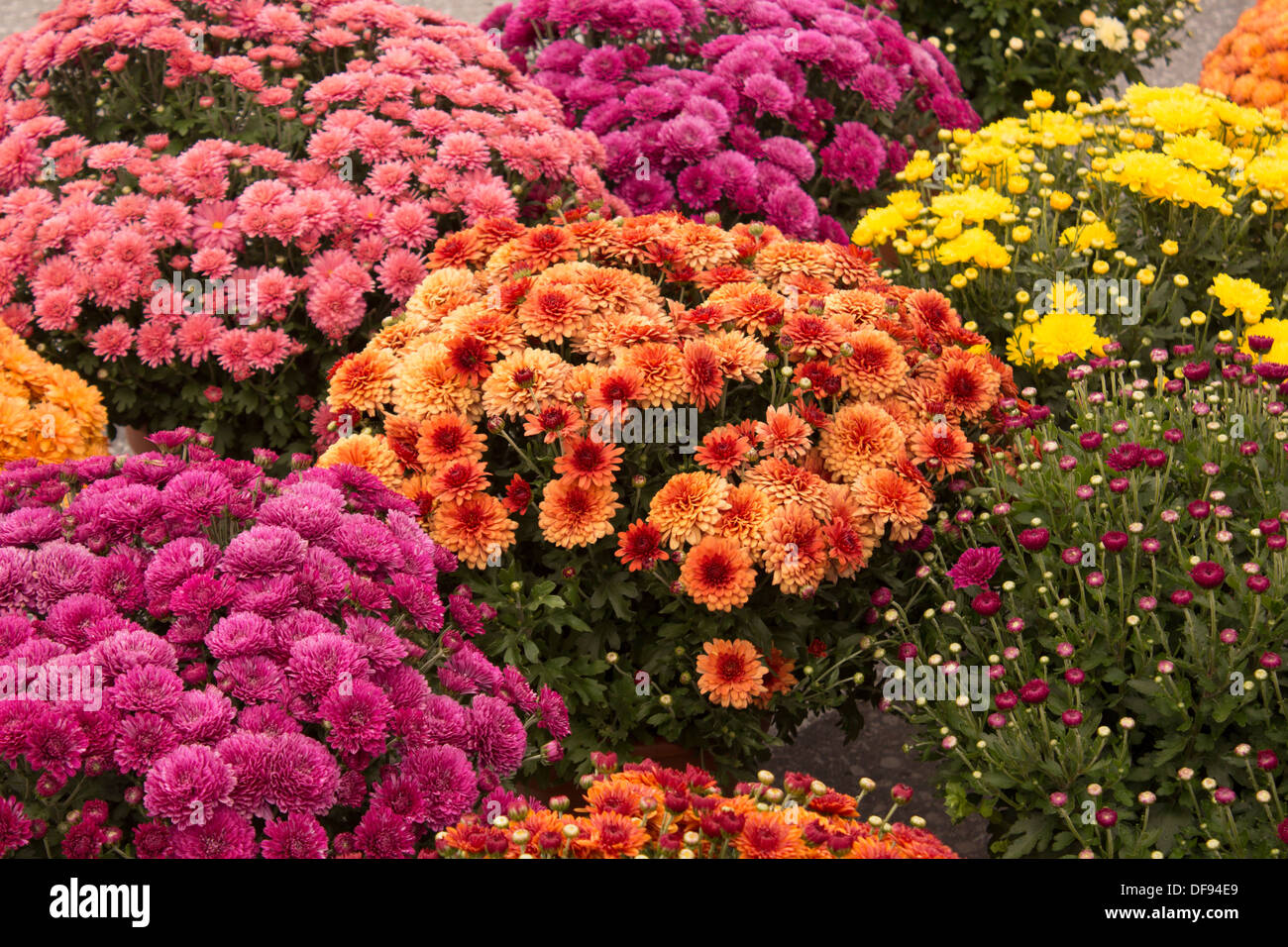Chrysanthemen mit immagini e fotografie stock ad alta risoluzione - Alamy