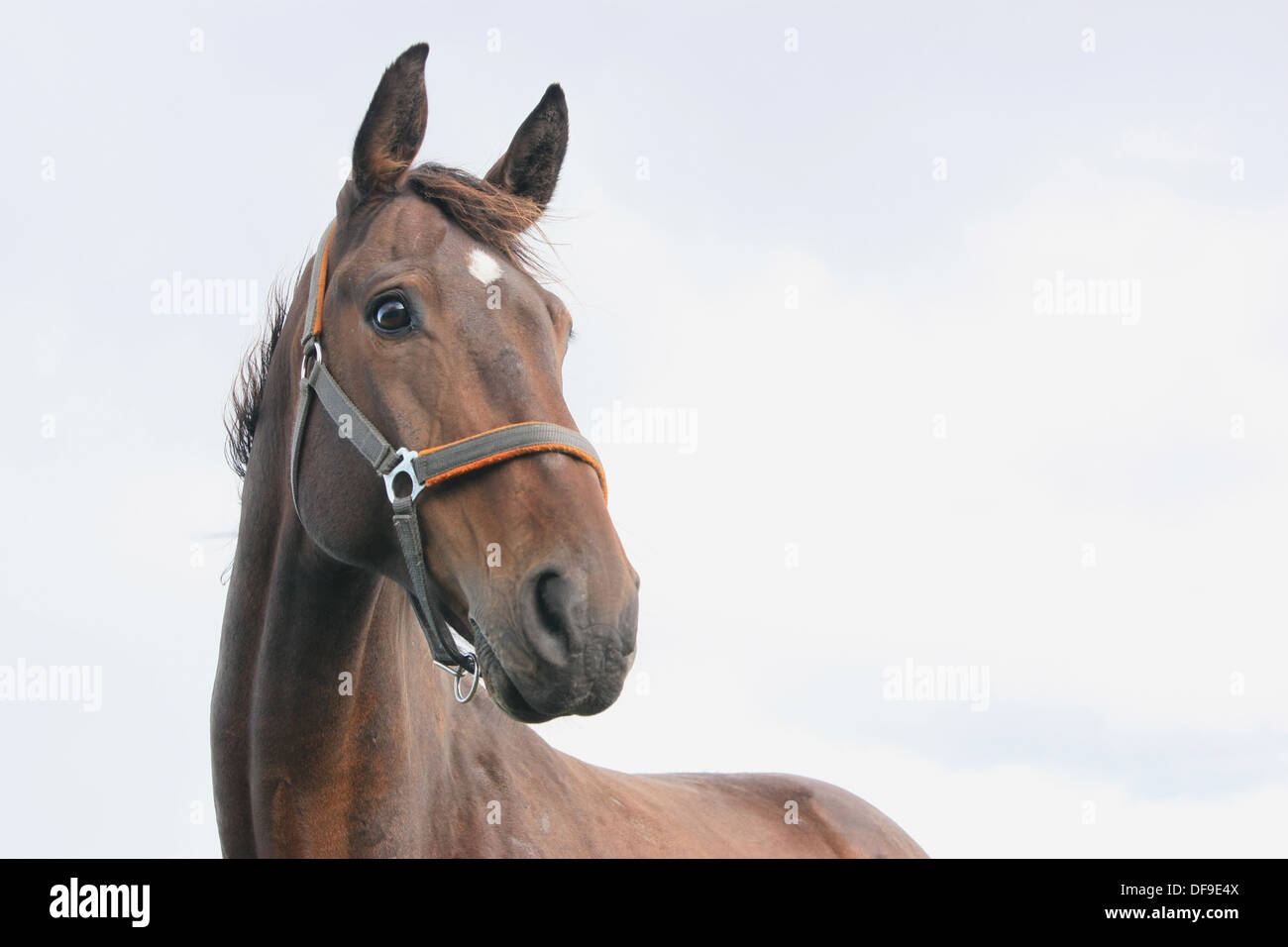 Testa di cavallo profilo immagini e fotografie stock ad alta ...