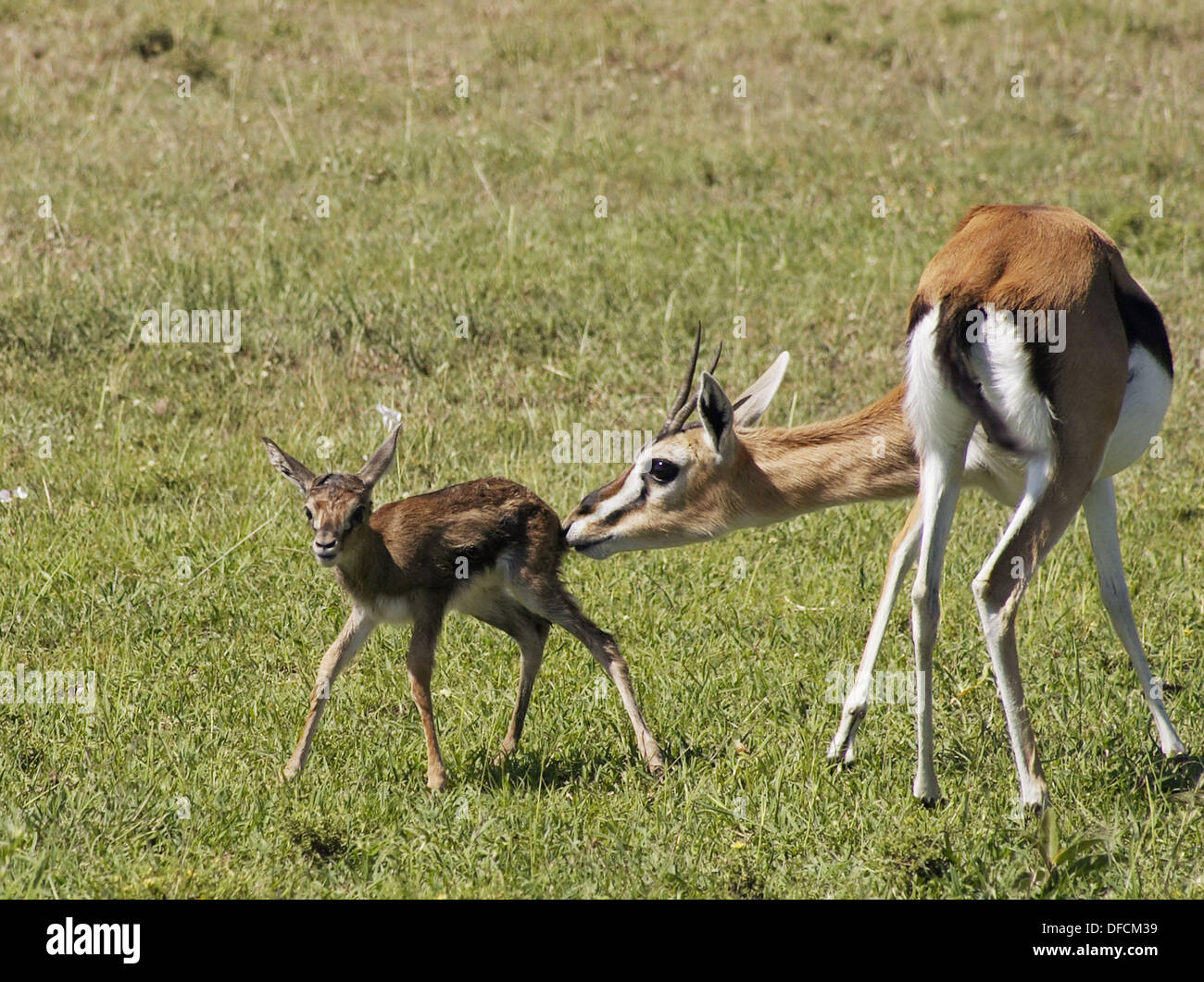 Nascita della gazzella immagini e fotografie stock ad alta risoluzione ...