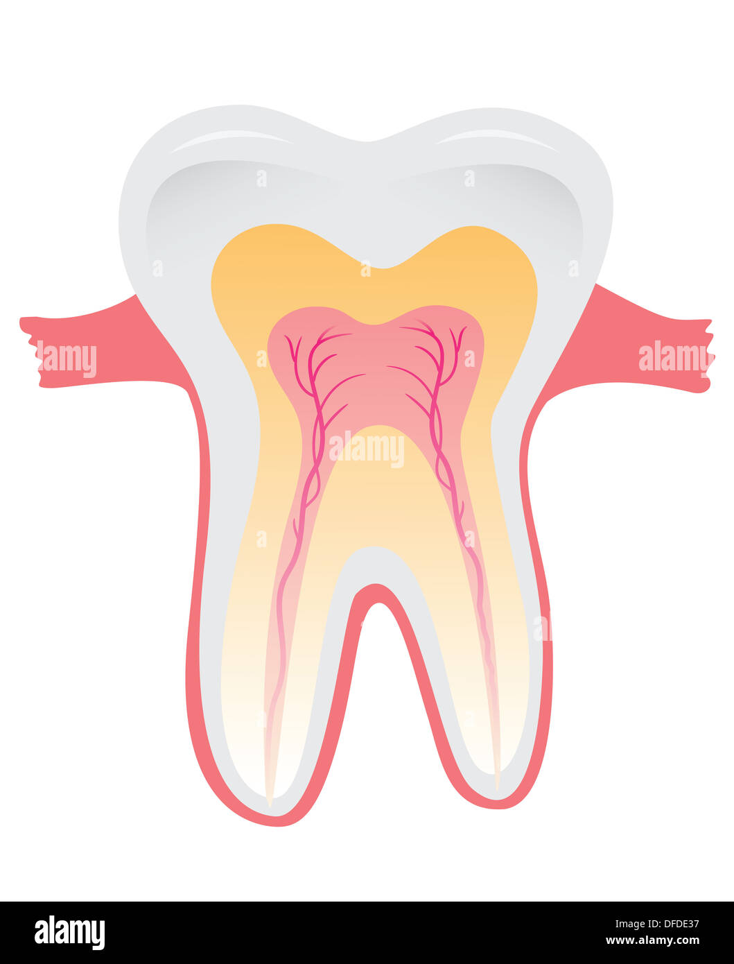 Anatomia del dente Immagini senza sfondo e Foto Stock ritagliate - Alamy