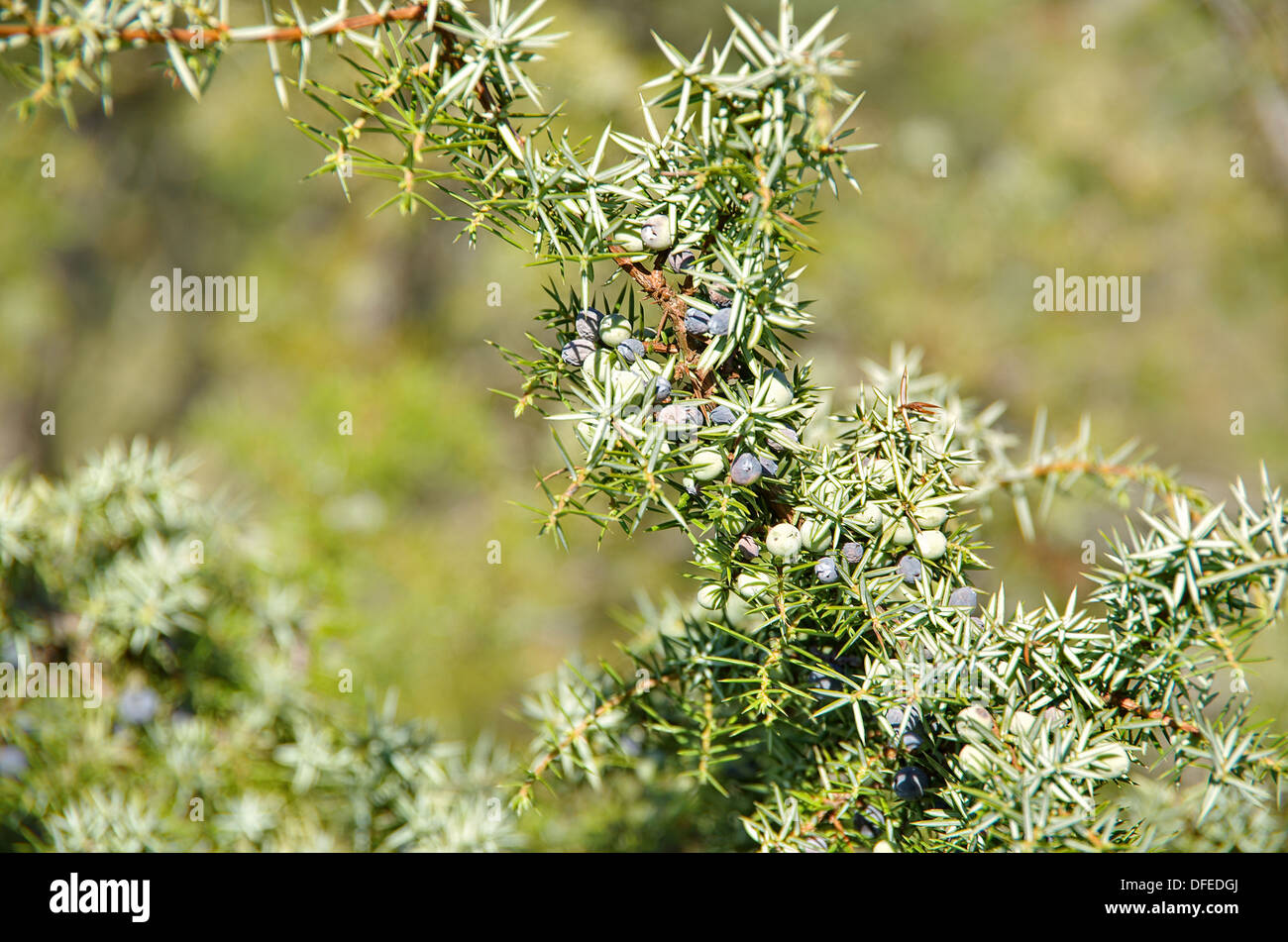 Albero di ginepro immagini e fotografie stock ad alta risoluzione - Alamy
