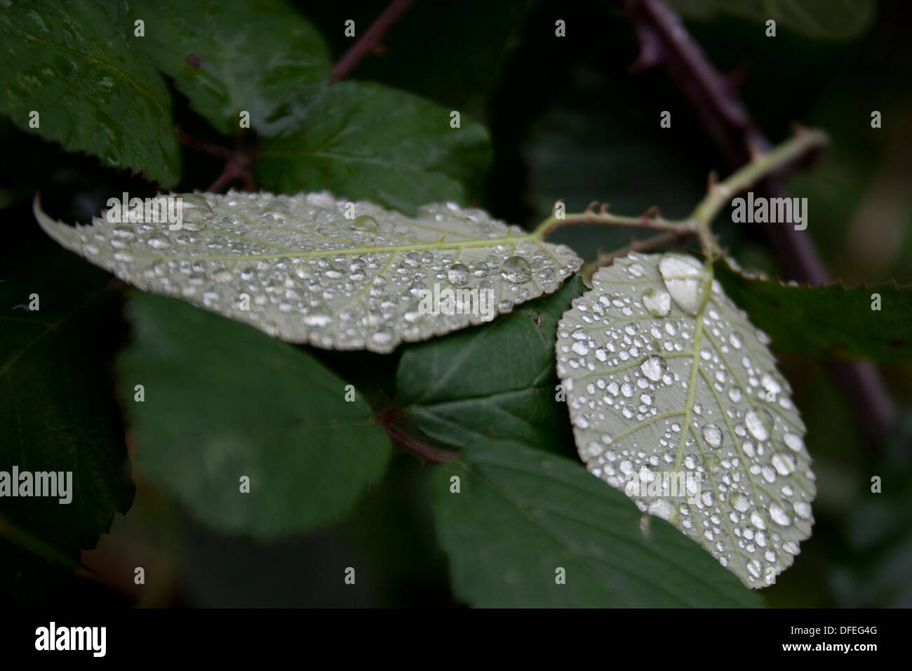 Goccia di rugiada su foglia verde immagini e fotografie stock ad alta ...