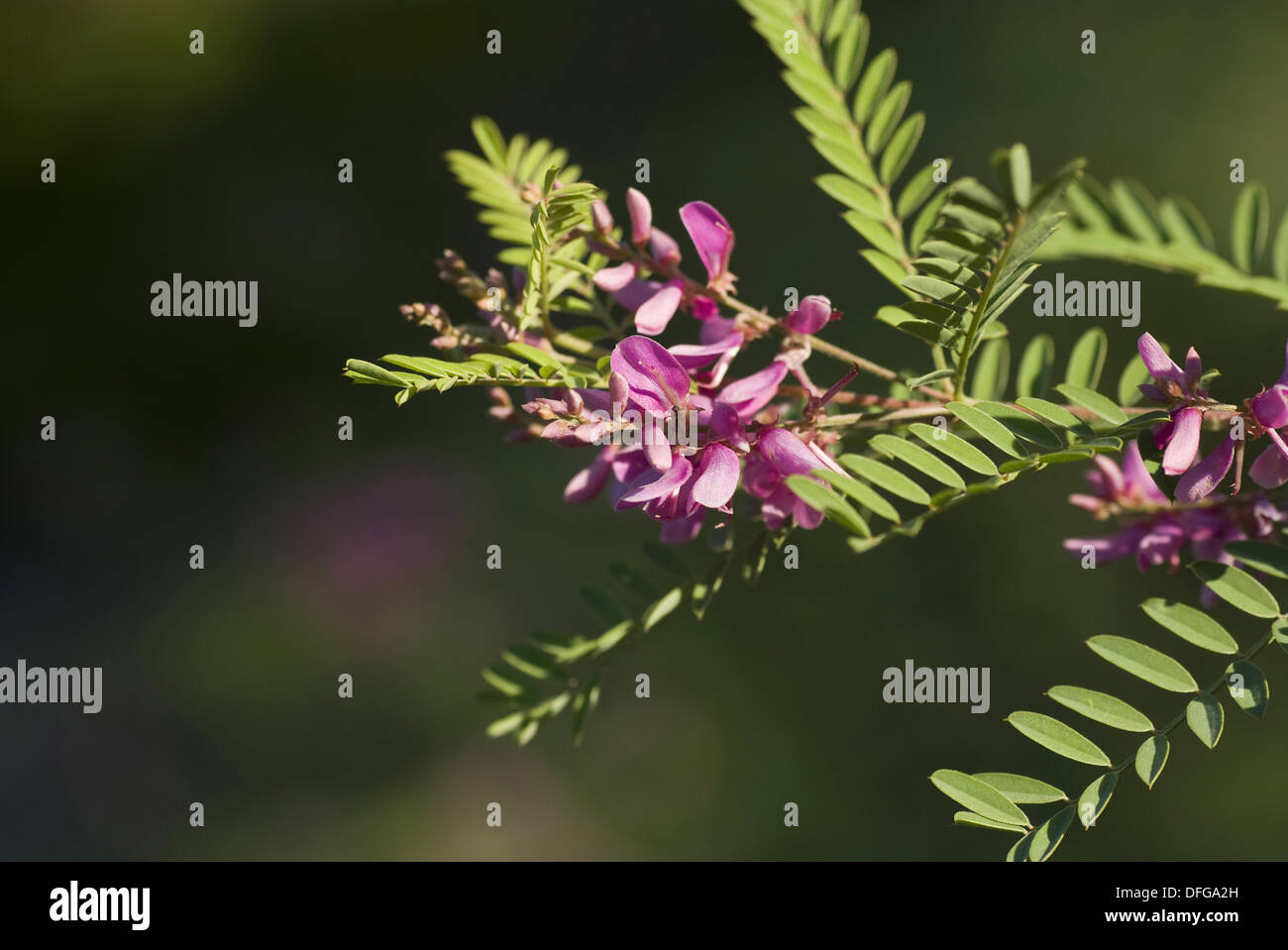 Cespugli di indaco immagini e fotografie stock ad alta risoluzione - Alamy