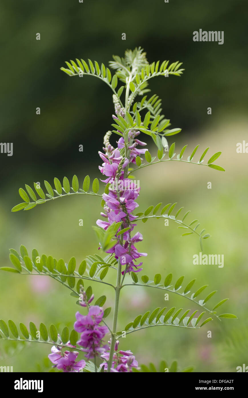 Cespugli di indaco immagini e fotografie stock ad alta risoluzione - Alamy