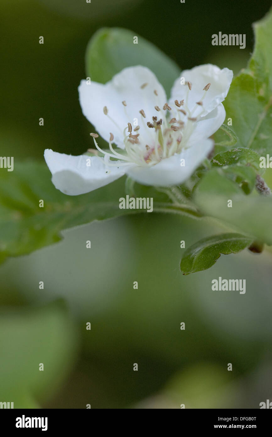 Mespilus germanica flower medlar immagini e fotografie stock ad alta ...