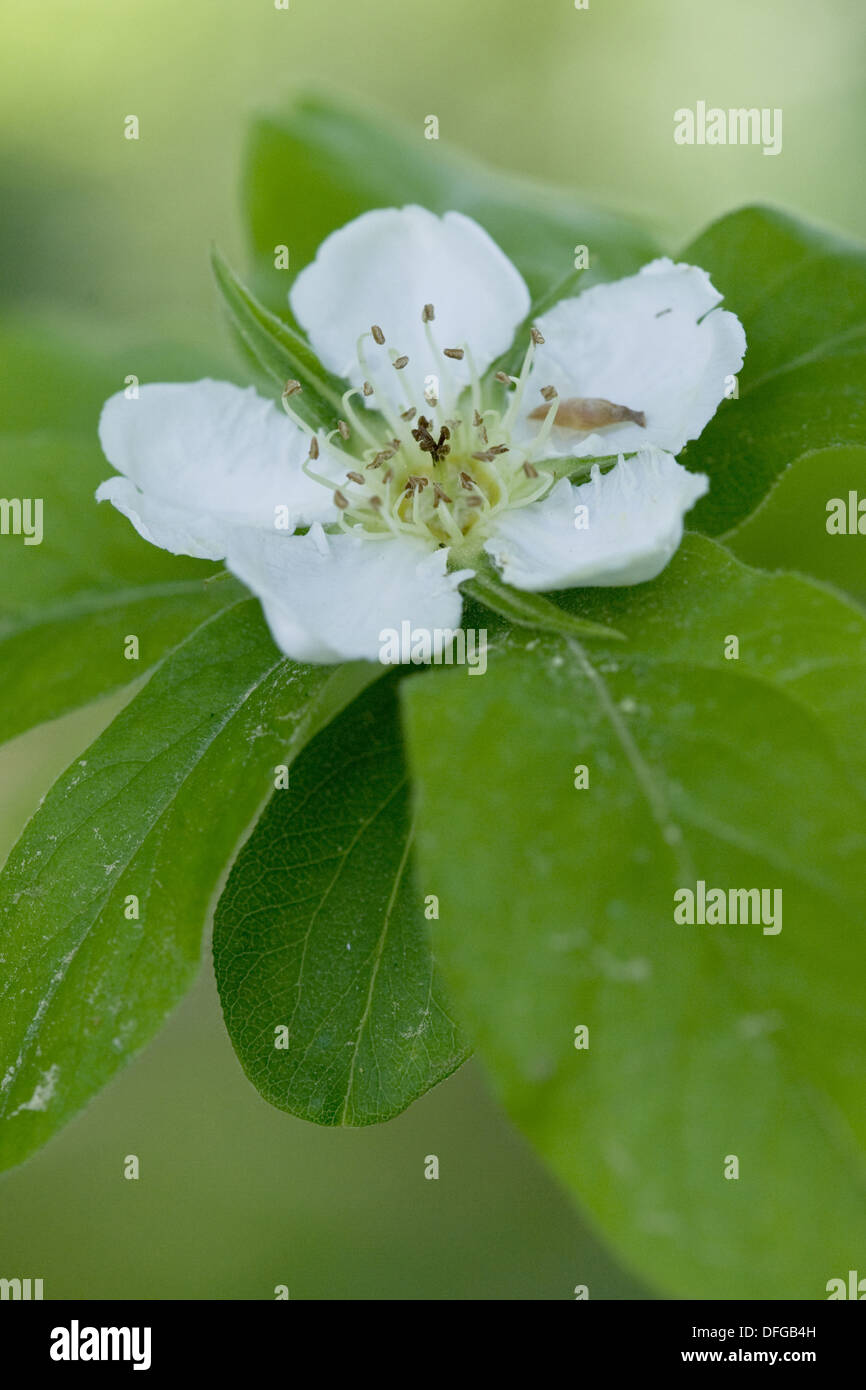 Mespilus germanica flower medlar immagini e fotografie stock ad alta ...