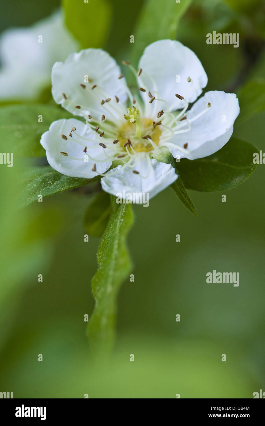 Mespilus germanica flower medlar immagini e fotografie stock ad alta ...
