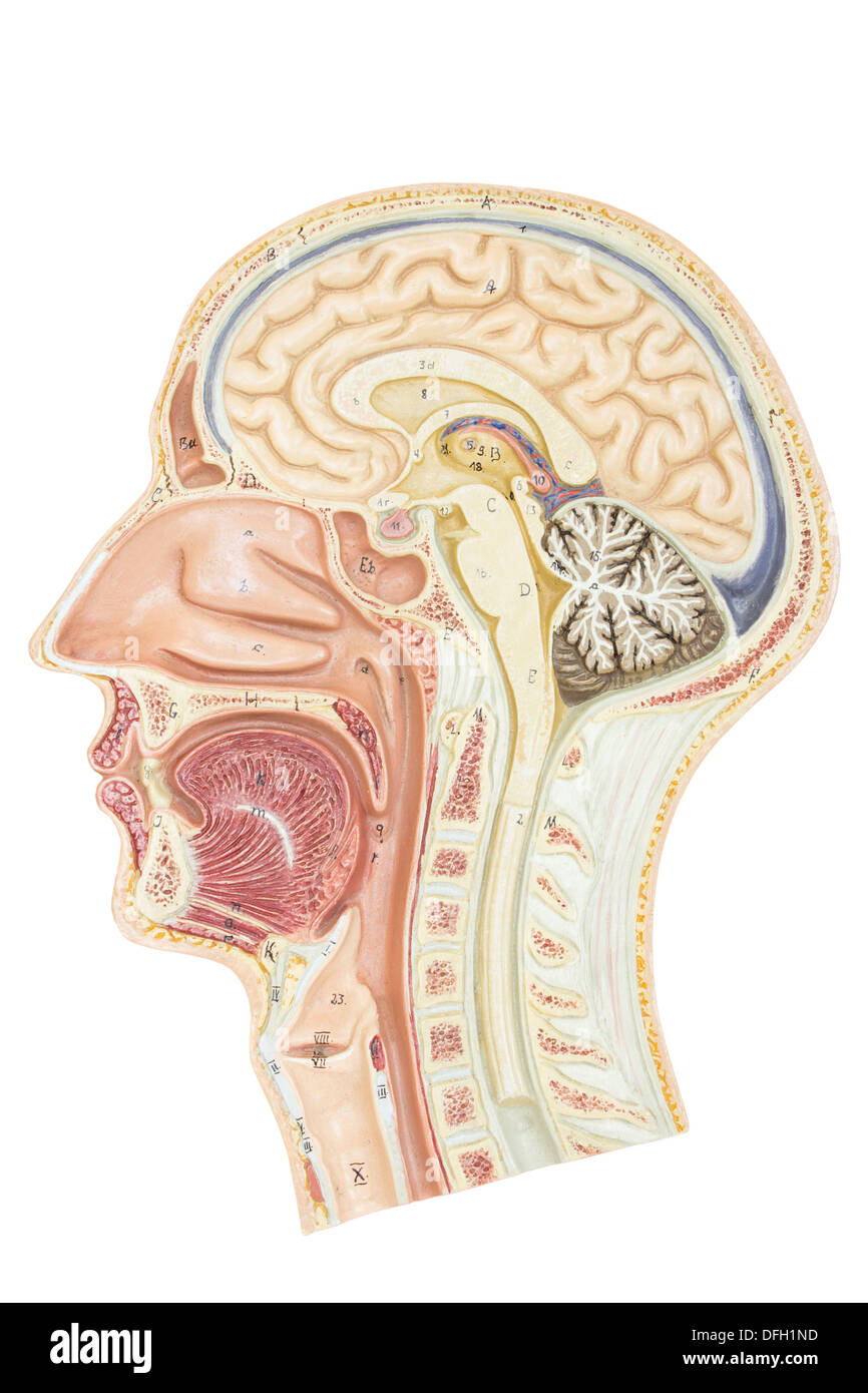 Anatomia della testa umana immagini e fotografie stock ad alta ...