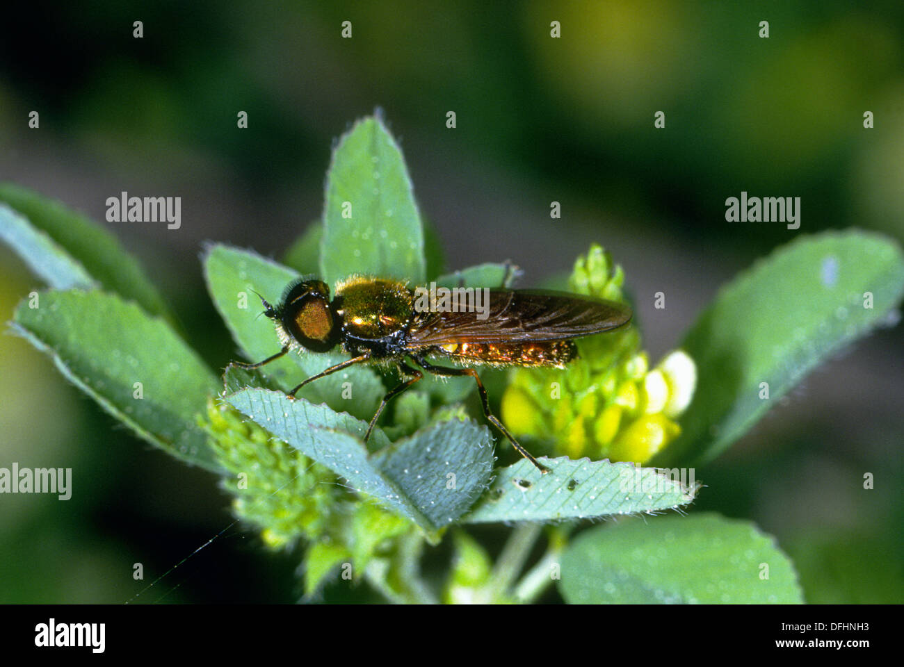 Chloromyia formosa immagini e fotografie stock ad alta risoluzione - Alamy