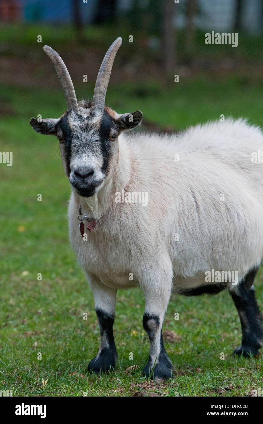 Capra pigmea africana immagini e fotografie stock ad alta risoluzione ...