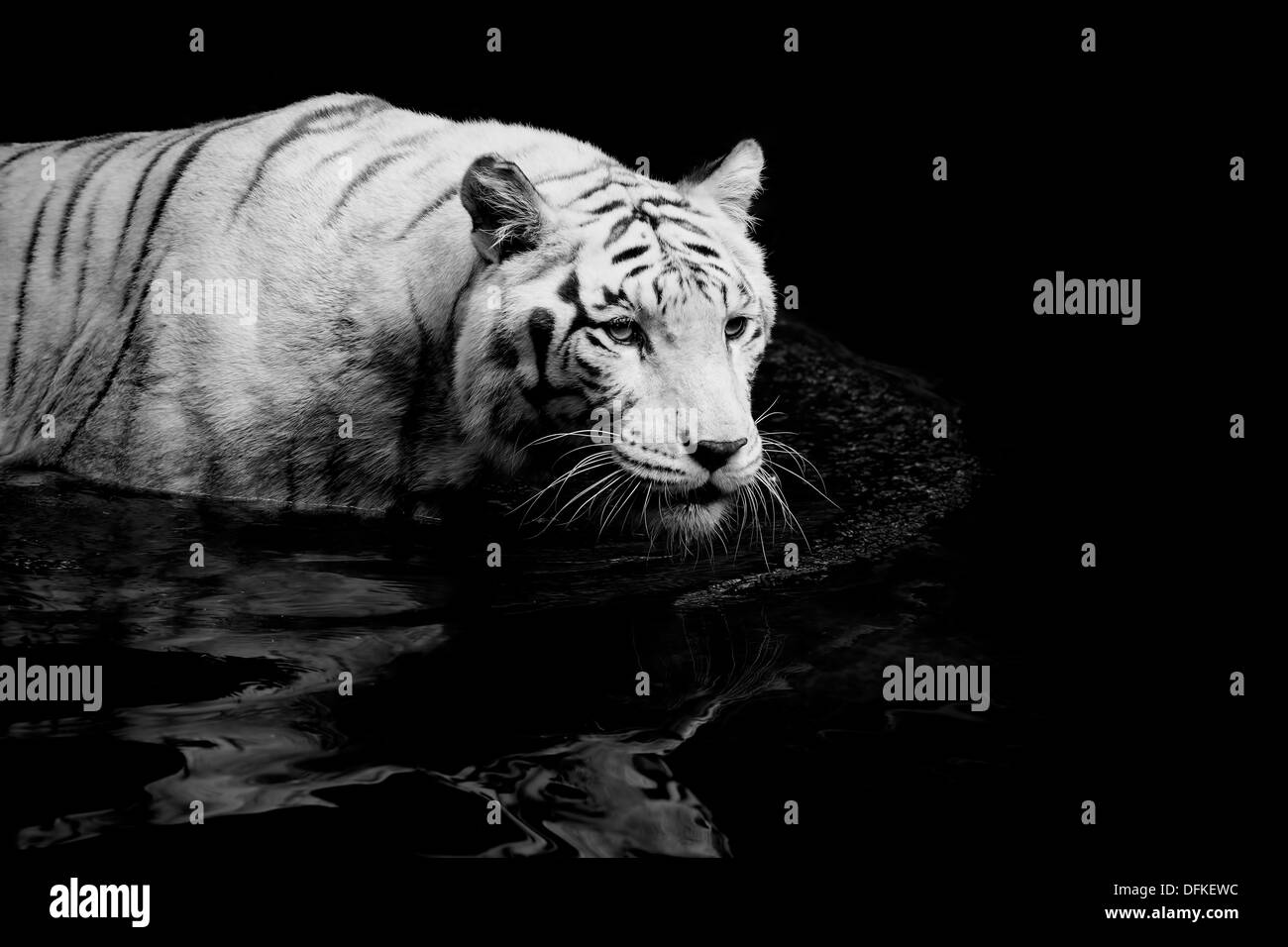 Faccia di tigre Foto e Immagini Stock in Bianco e Nero - Alamy