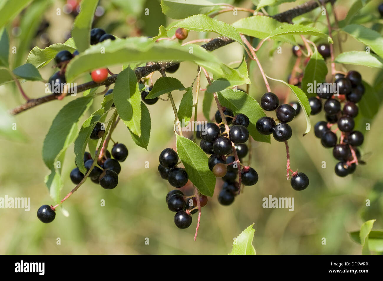 Amarena selvatica immagini e fotografie stock ad alta risoluzione - Alamy