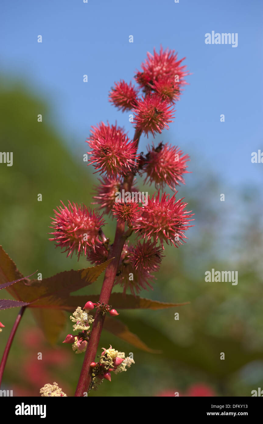 Pianta di ricinus communis immagini e fotografie stock ad alta ...
