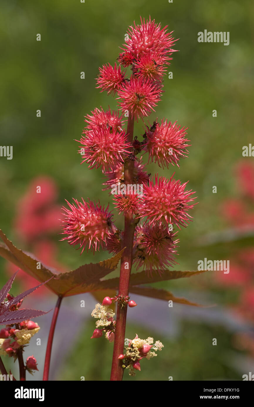 Pianta di ricinus communis immagini e fotografie stock ad alta ...