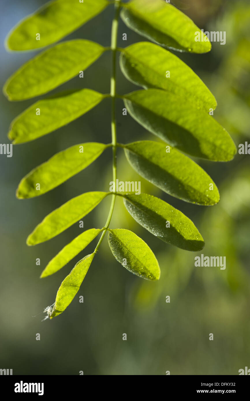 Foglie di robinia pseudoacacia immagini e fotografie stock ad alta ...