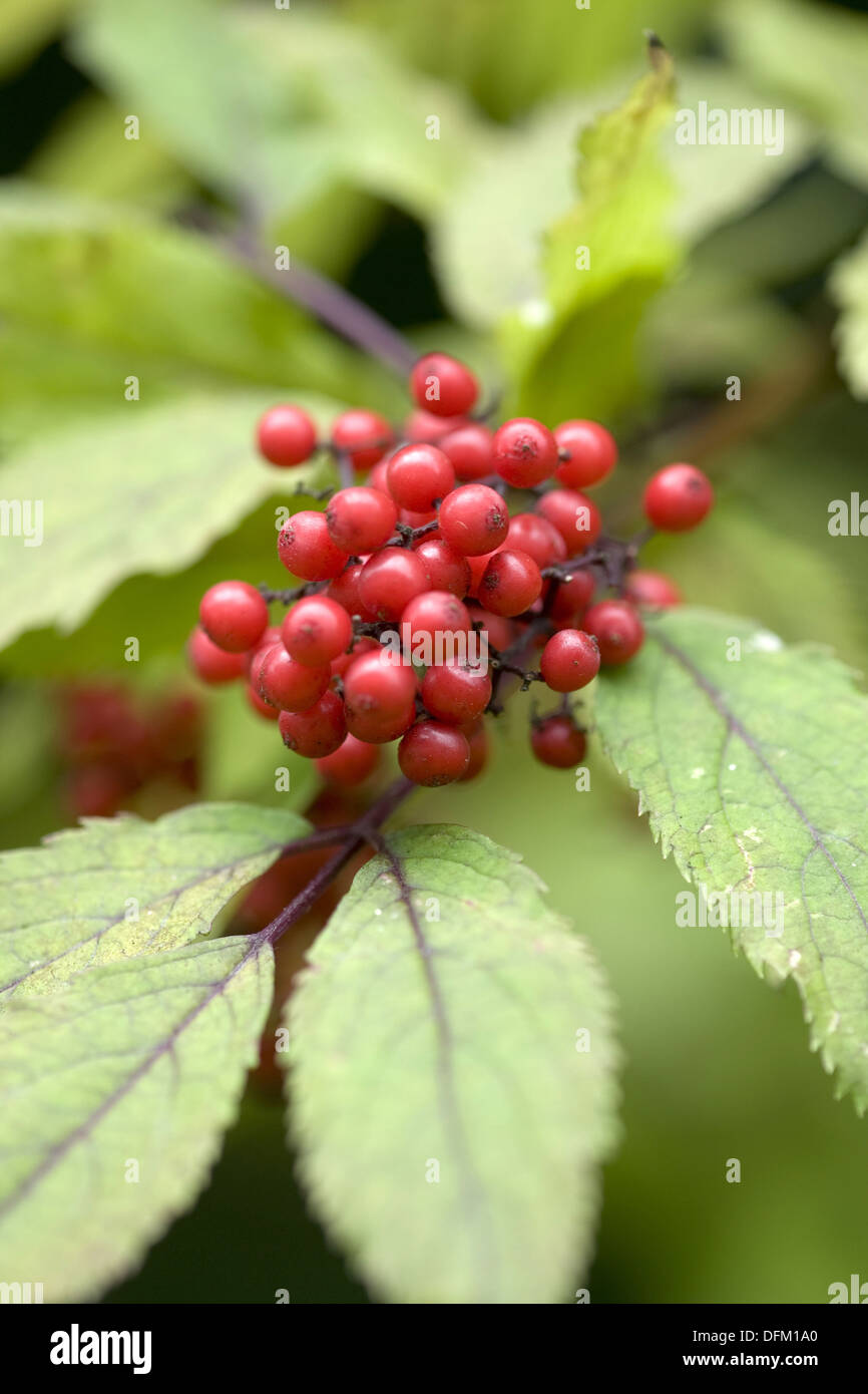 Sambuco rosso immagini e fotografie stock ad alta risoluzione - Alamy