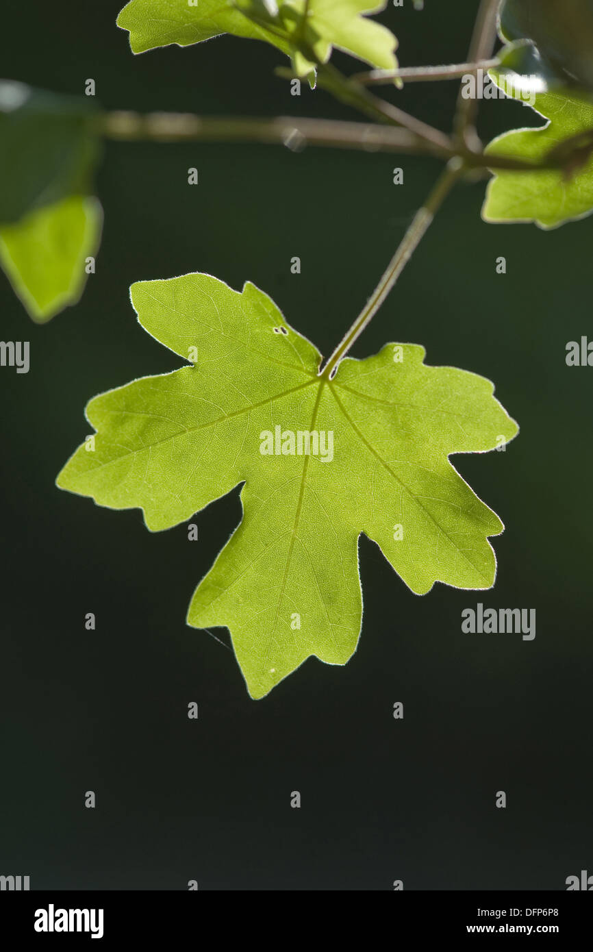 Acer campestre leaf immagini e fotografie stock ad alta risoluzione - Alamy