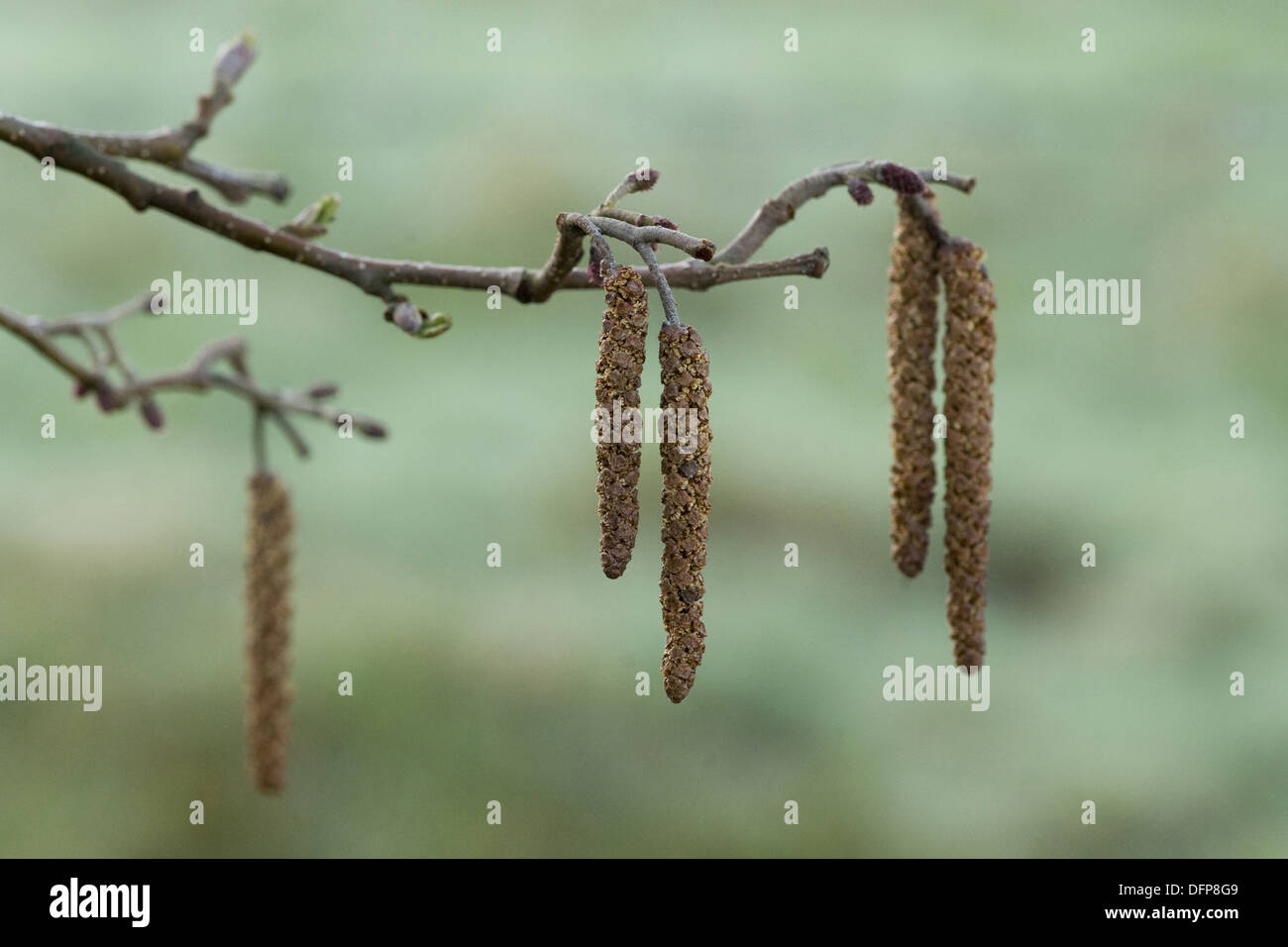Ontani europei alnus glutinosa immagini e fotografie stock ad alta ...