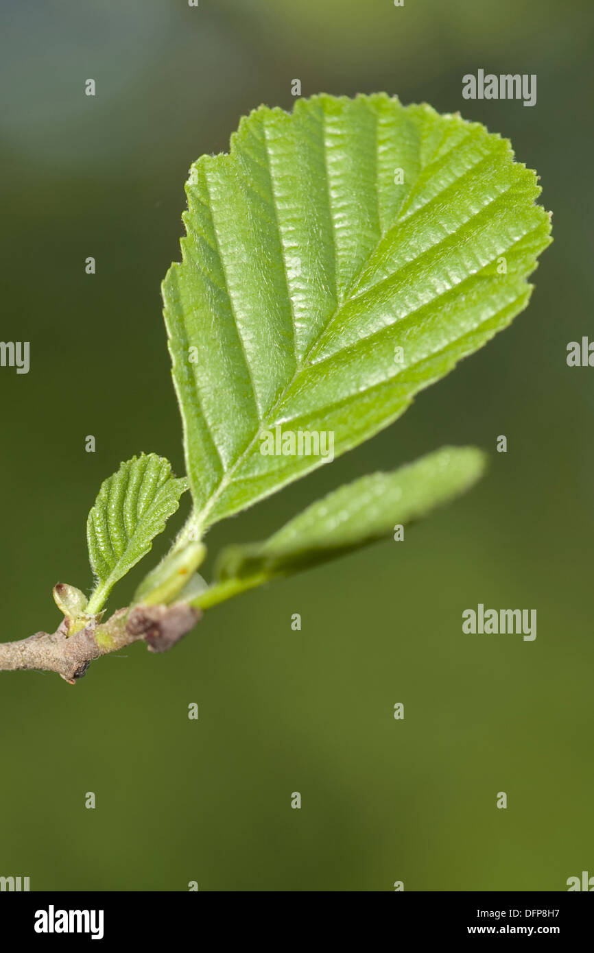 Ontani europei alnus glutinosa immagini e fotografie stock ad alta ...