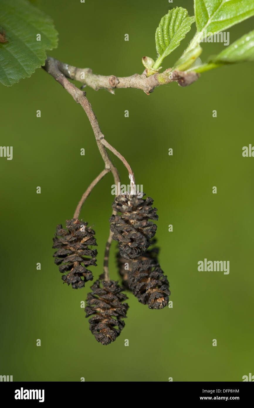 Alnus glutinosa immagini e fotografie stock ad alta risoluzione - Alamy