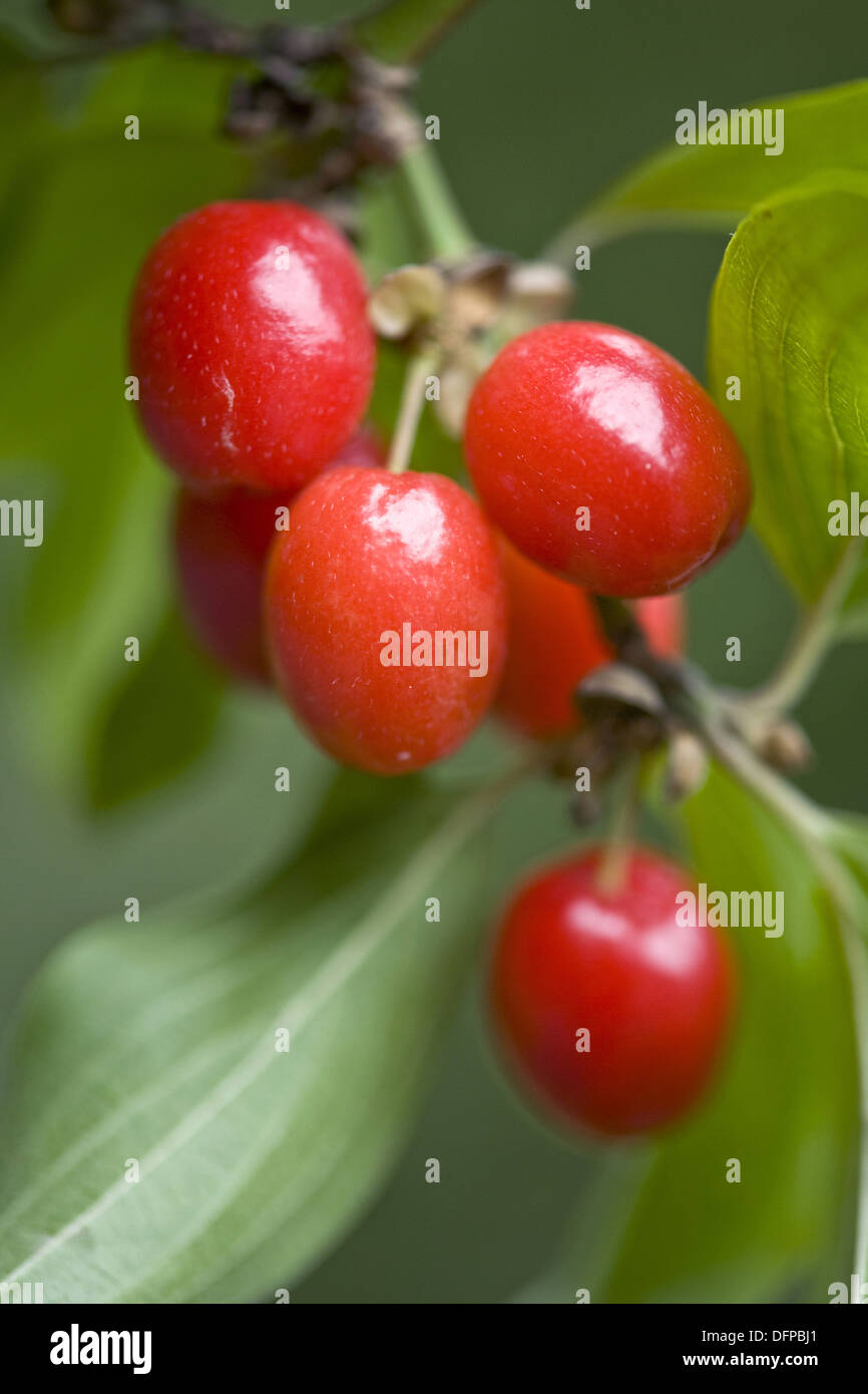 Cornus mas fruit close immagini e fotografie stock ad alta risoluzione ...
