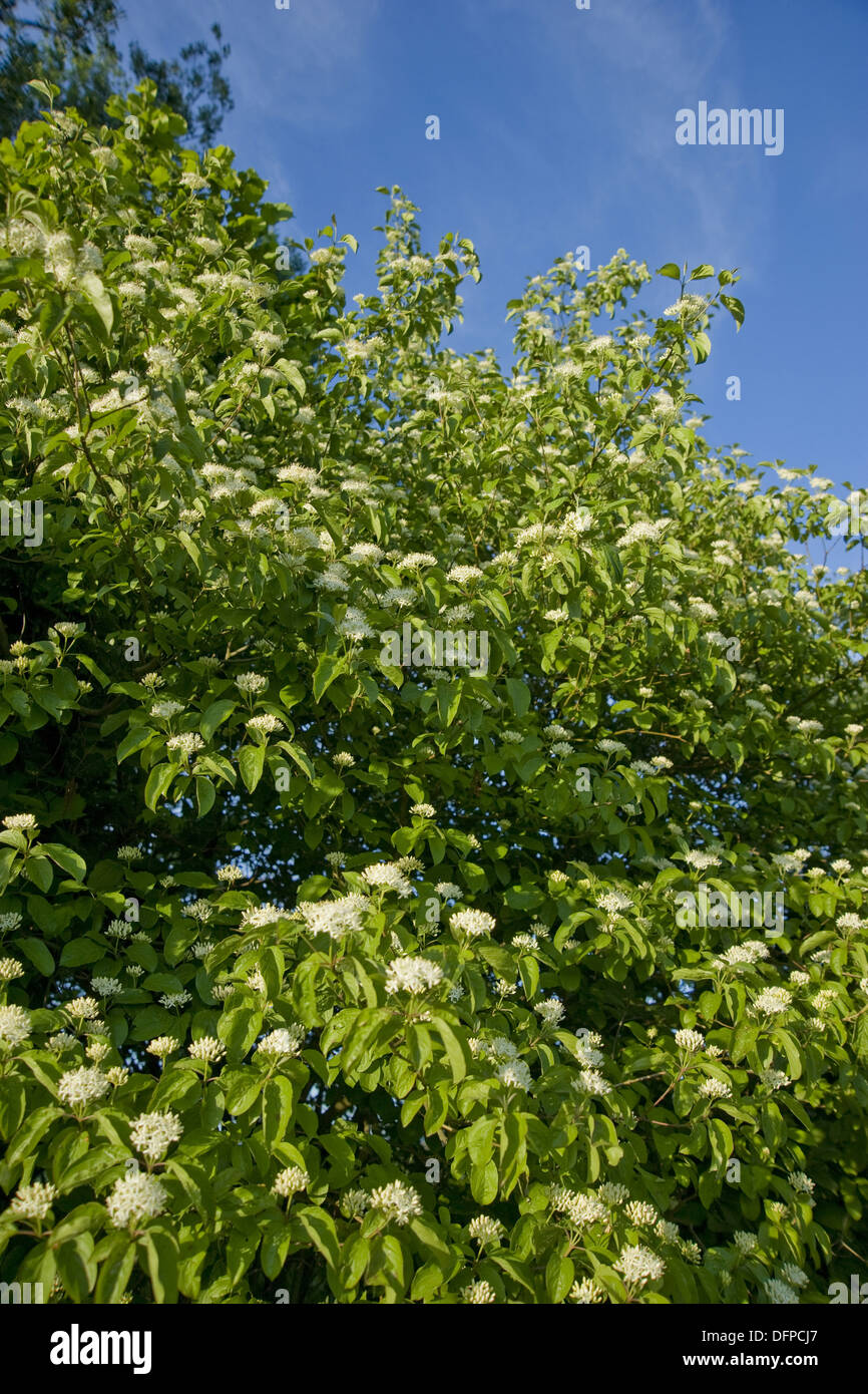 Cornus sanguinea immagini e fotografie stock ad alta risoluzione - Alamy