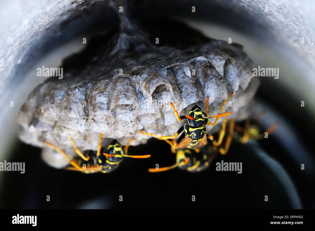 Insetto di vespe di carta immagini e fotografie stock ad alta ...