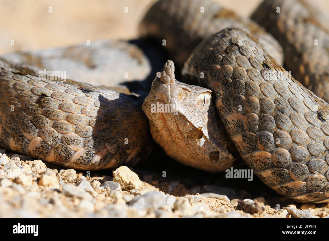 Serpente velenoso della vipera cornuta immagini e fotografie stock ad ...
