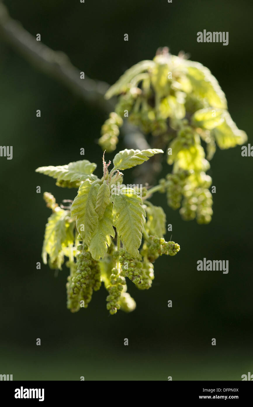 Quercus cerris immagini e fotografie stock ad alta risoluzione - Alamy