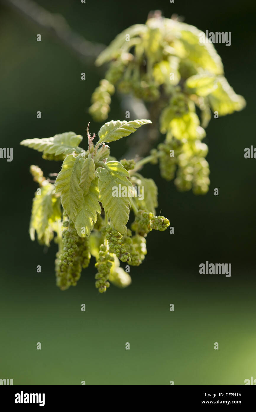 Quercus cerris immagini e fotografie stock ad alta risoluzione - Alamy