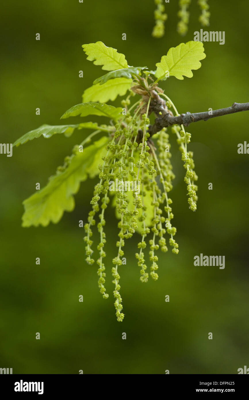 Quercus sessilis immagini e fotografie stock ad alta risoluzione - Alamy