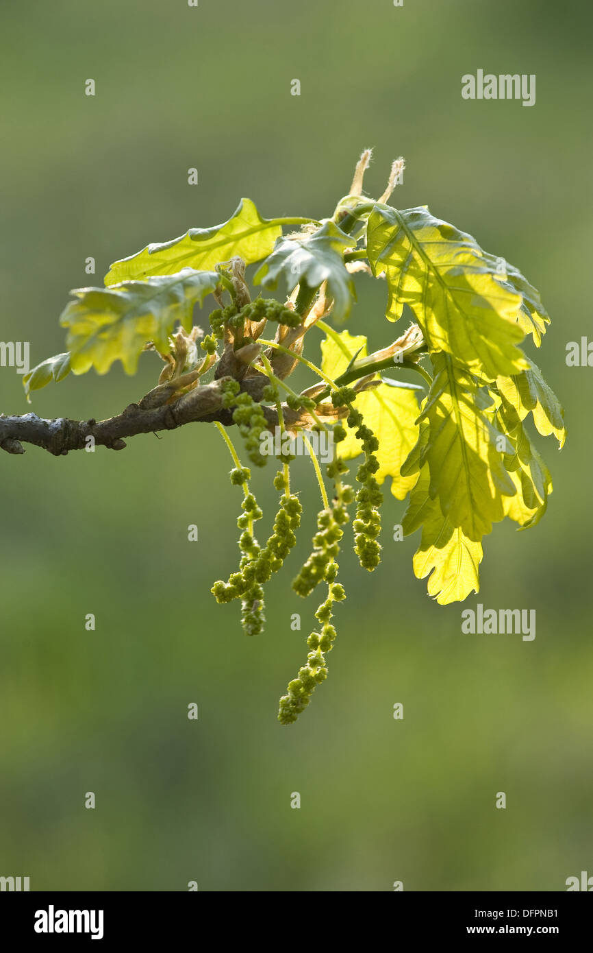 Quercus sessilis immagini e fotografie stock ad alta risoluzione - Alamy