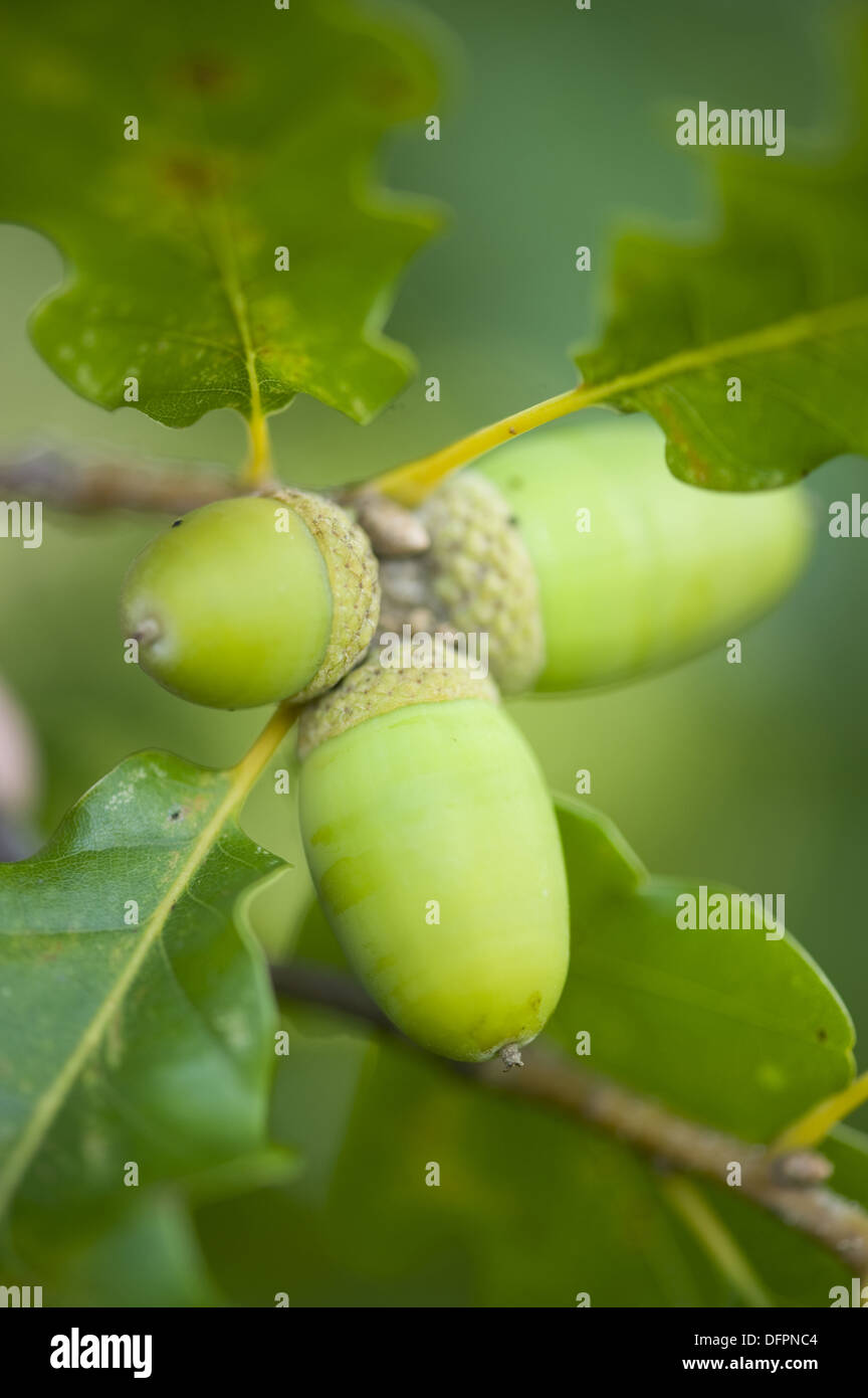 Quercus sessiliflora immagini e fotografie stock ad alta risoluzione ...