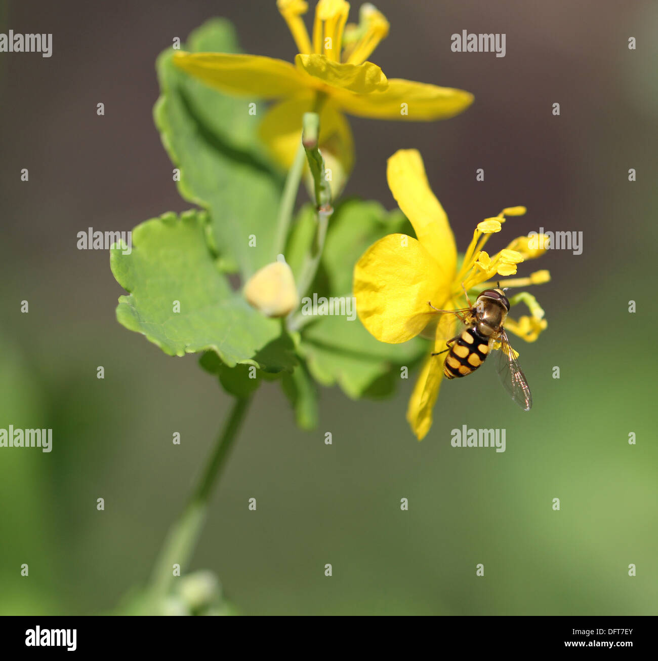 Ape striata immagini e fotografie stock ad alta risoluzione - Alamy