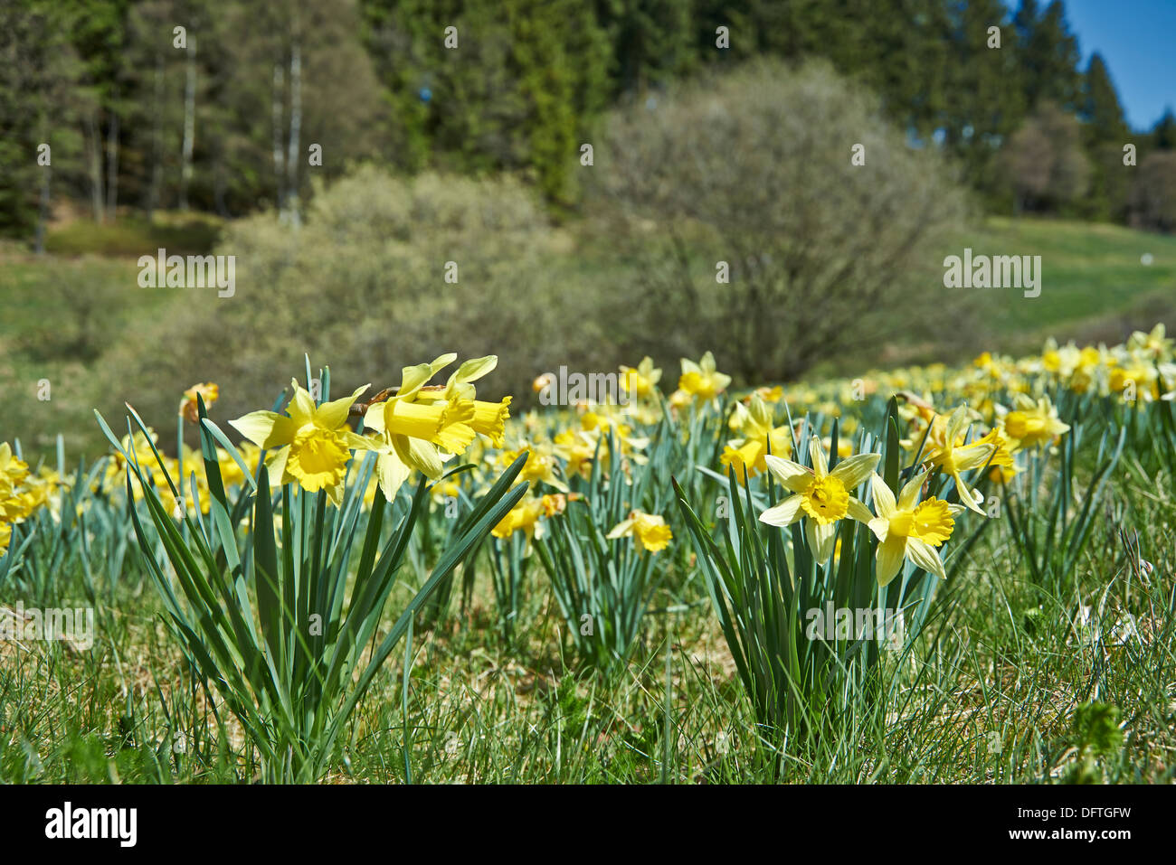 Wild giallo o Narciso narcisi (Narcissus pseudonarcissus ...