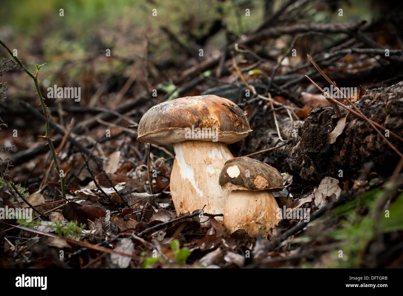 Boletus aereus immagini e fotografie stock ad alta risoluzione - Alamy