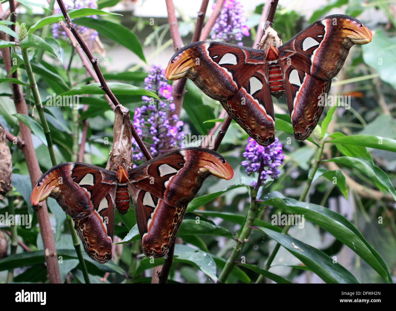 Falene maschi e femmine immagini e fotografie stock ad alta risoluzione ...