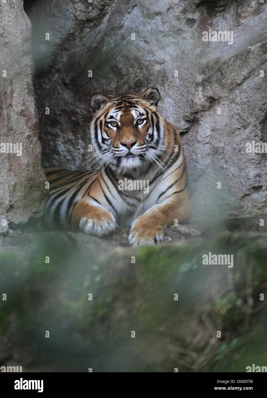 Zoo di roma immagini e fotografie stock ad alta risoluzione - Alamy