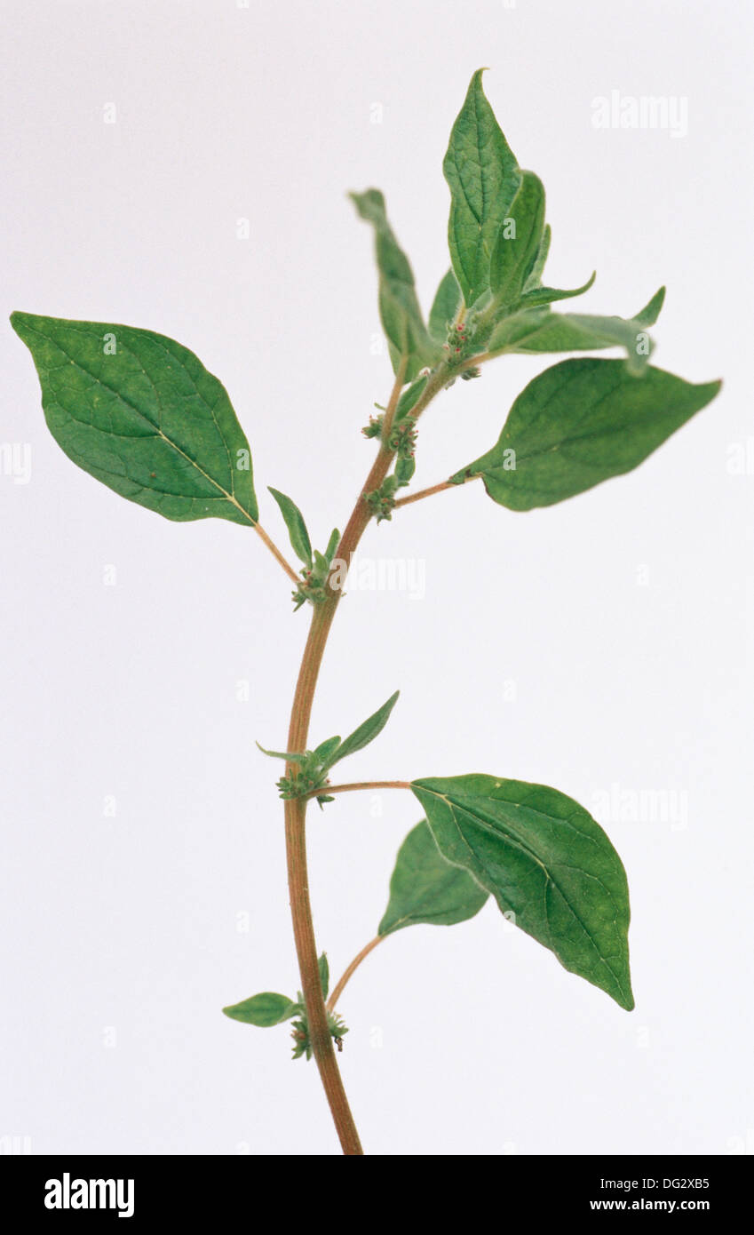 Parietaria officinalis immagini e fotografie stock ad alta risoluzione ...