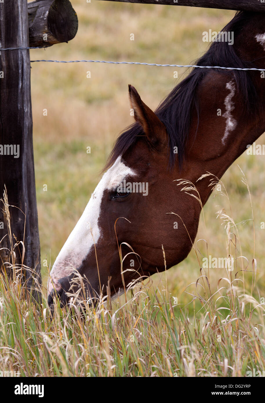 Cavallo pinto immagini e fotografie stock ad alta risoluzione - Alamy