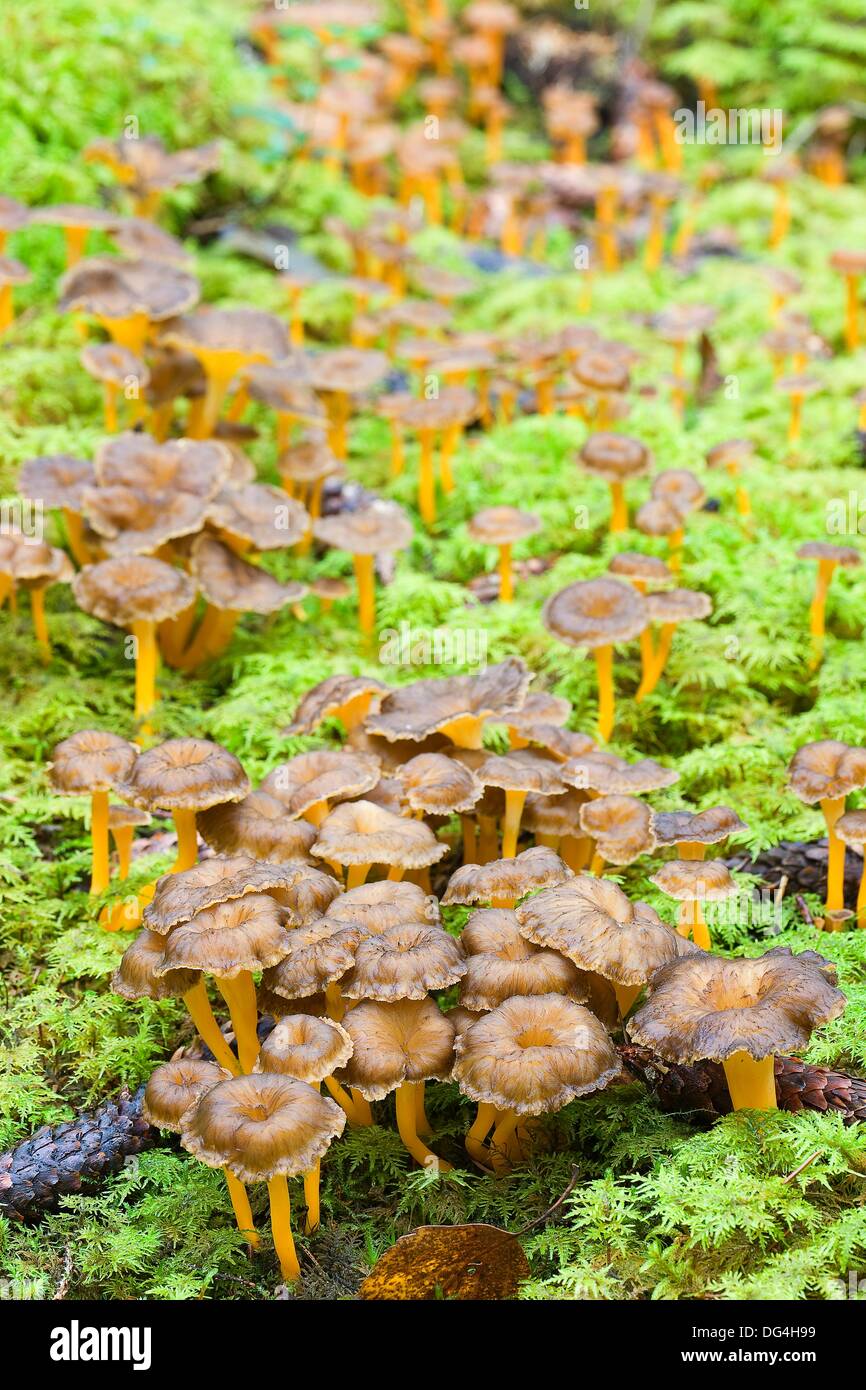 Cantharellus lutescens Immagini e Fotos Stock - Alamy