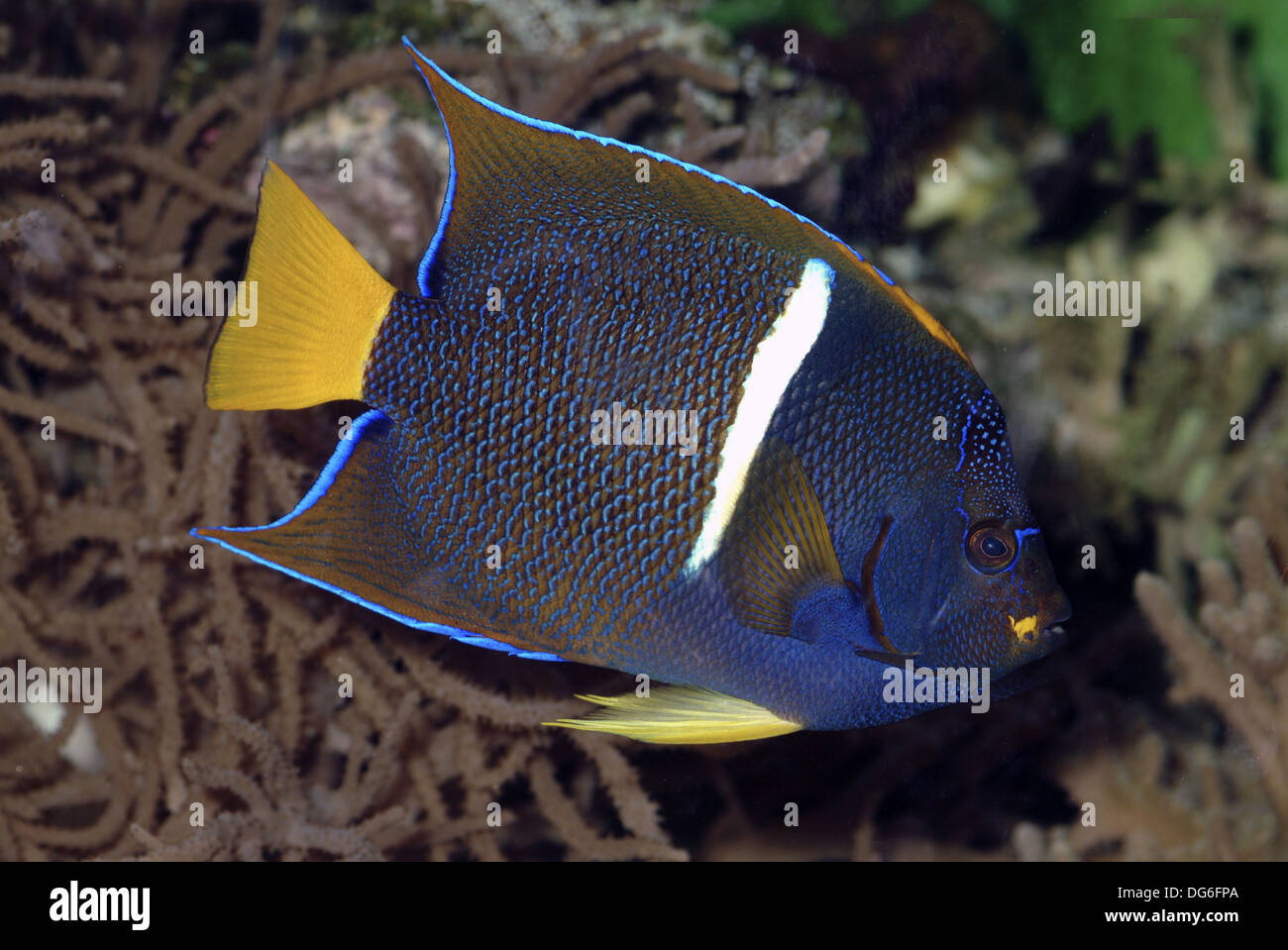 Passer angelfish immagini e fotografie stock ad alta risoluzione - Alamy