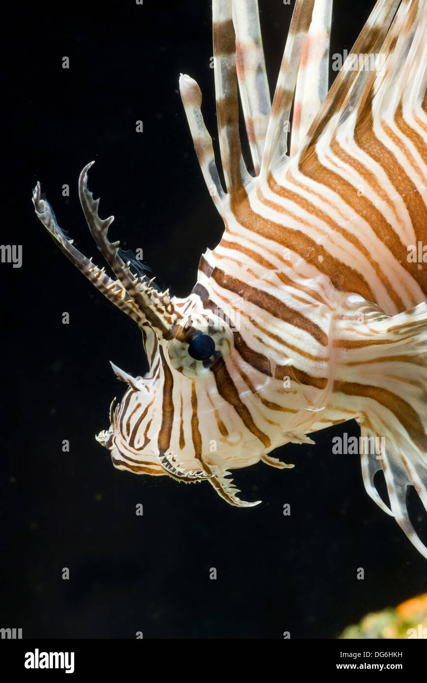 Lionfish rosso immagini e fotografie stock ad alta risoluzione - Alamy
