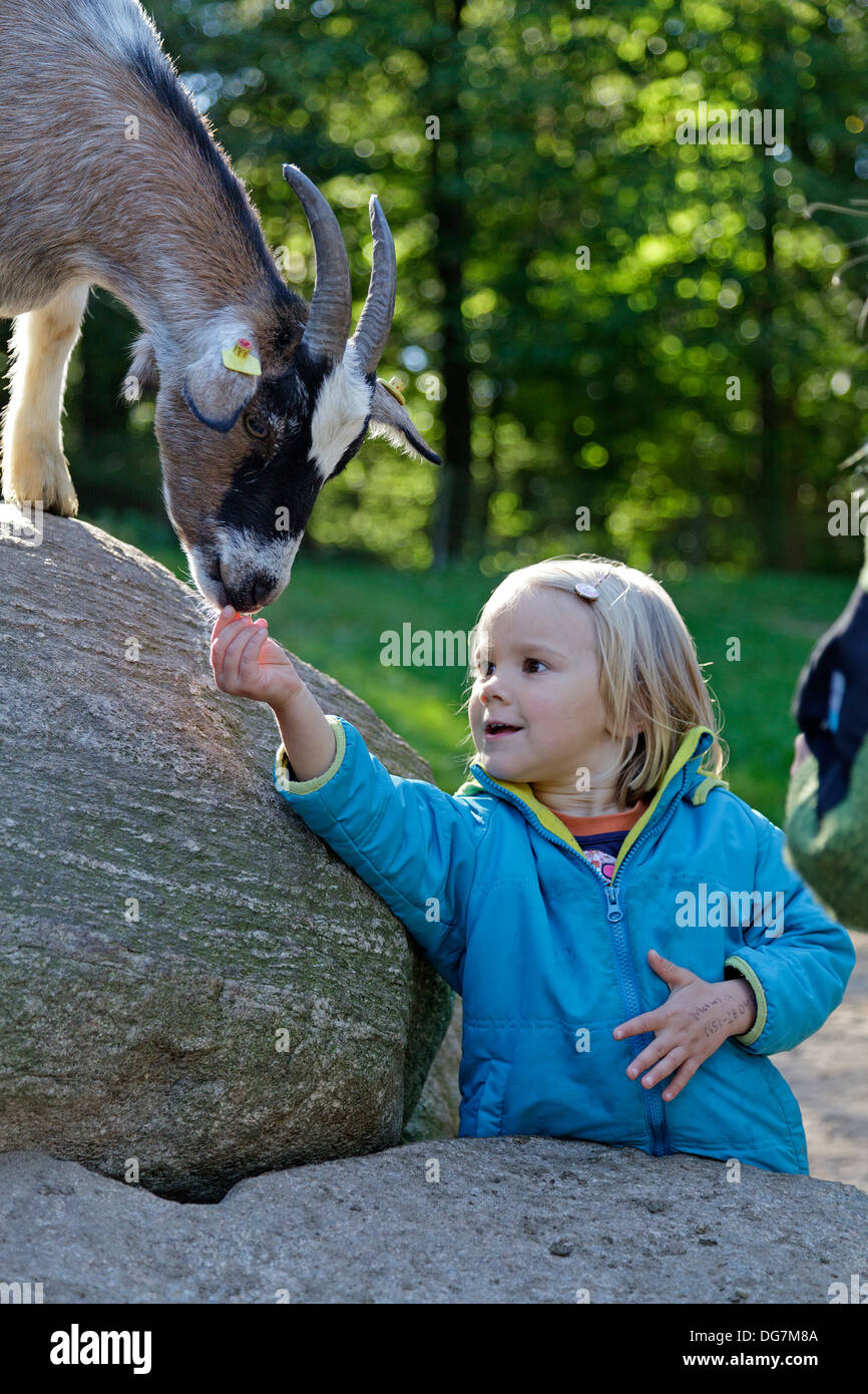 Una piccola capra immagini e fotografie stock ad alta risoluzione - Alamy