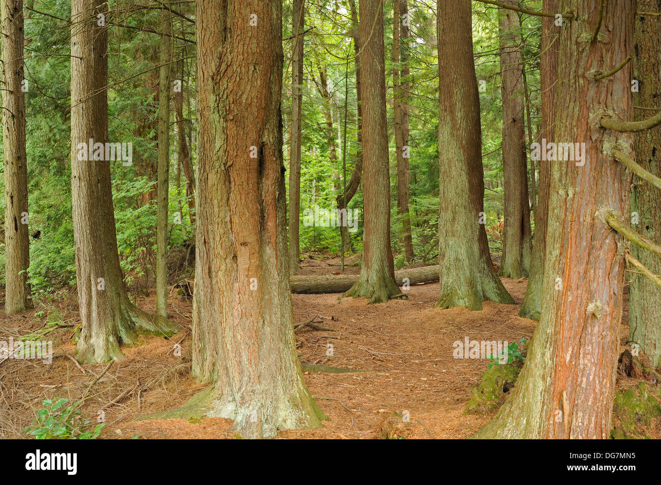 Foresta di cedro rosso occidentale immagini e fotografie stock ad alta ...