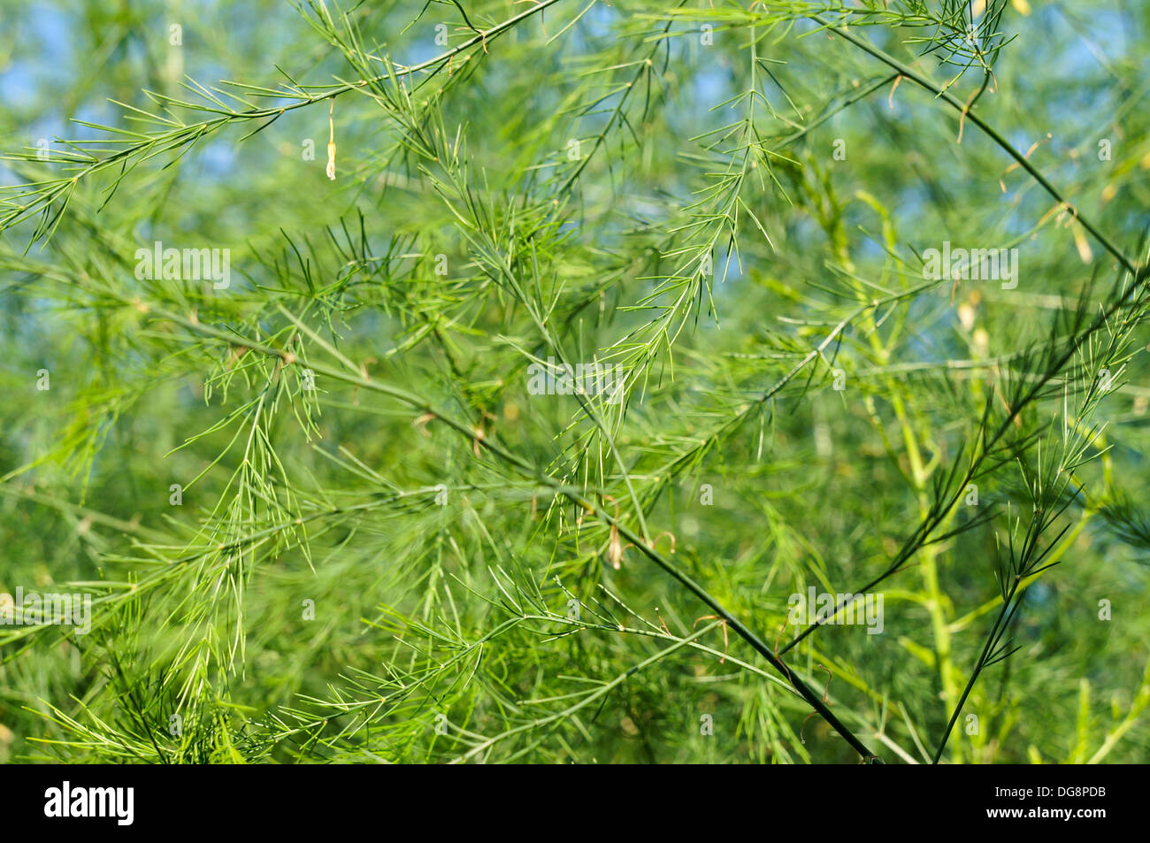 Pianta di asparagi officinalis immagini e fotografie stock ad alta ...